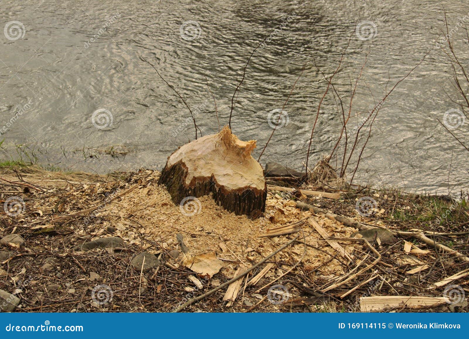 Beaver tree cut stock image. Image of beaver, landscape - 169114115
