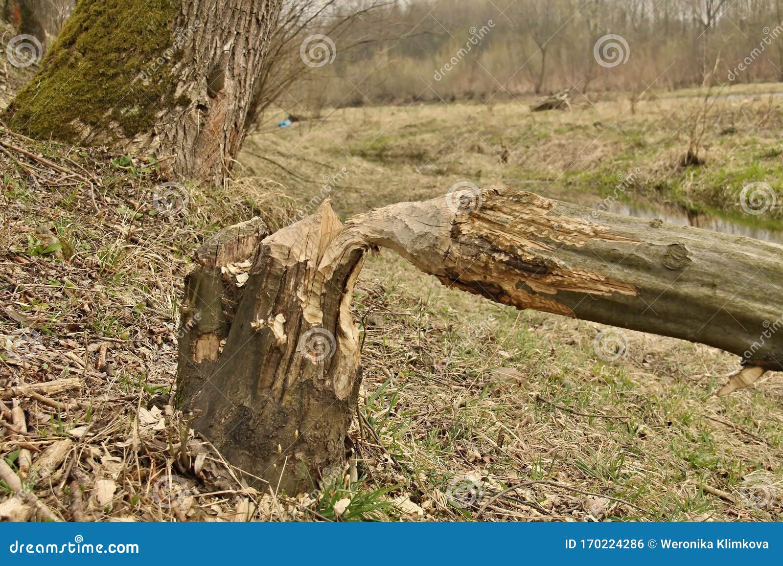 Beaver tree cut stock photo. Image of stumps, beaver - 170224286