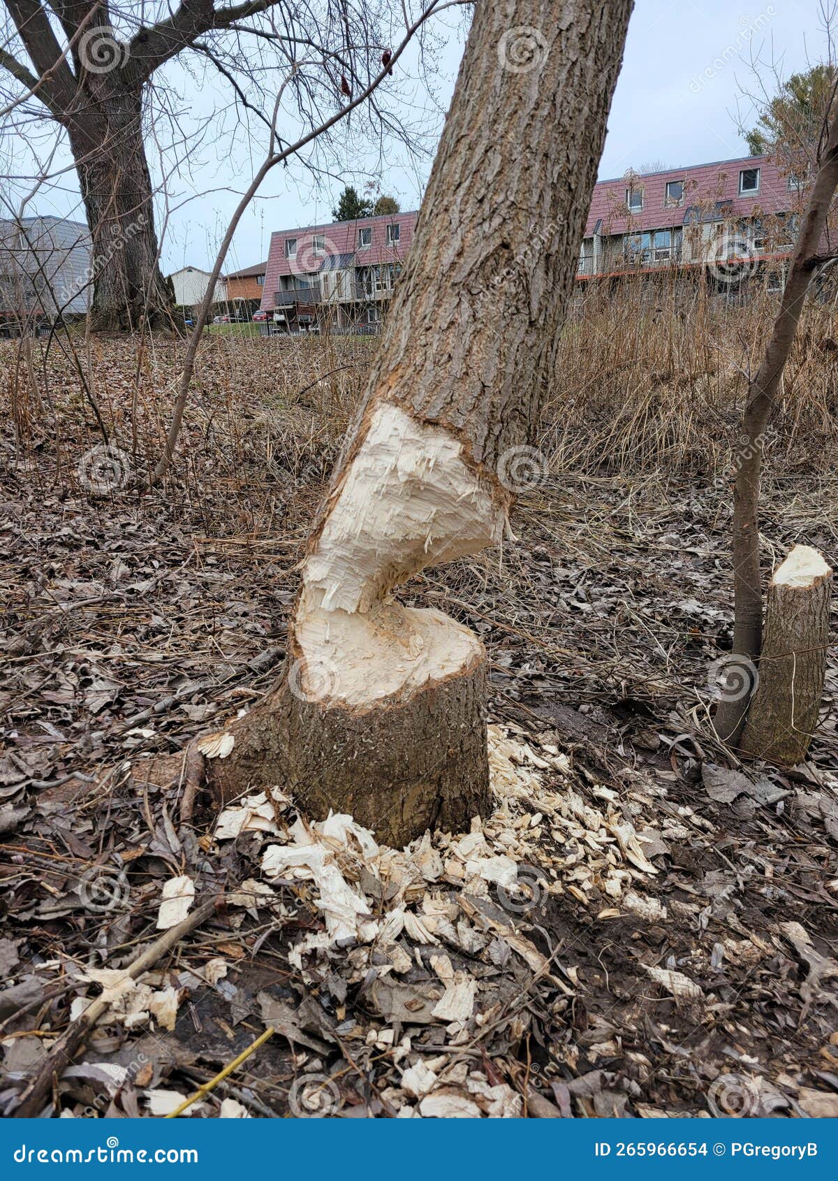 Beaver Tree Damage. They Will Regularly Cut Down Trees. Beavers Eat ...