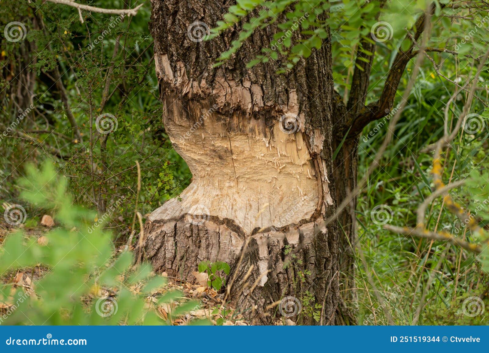 Beaver tree damage stock photo. Image of forest, fallen - 251519344