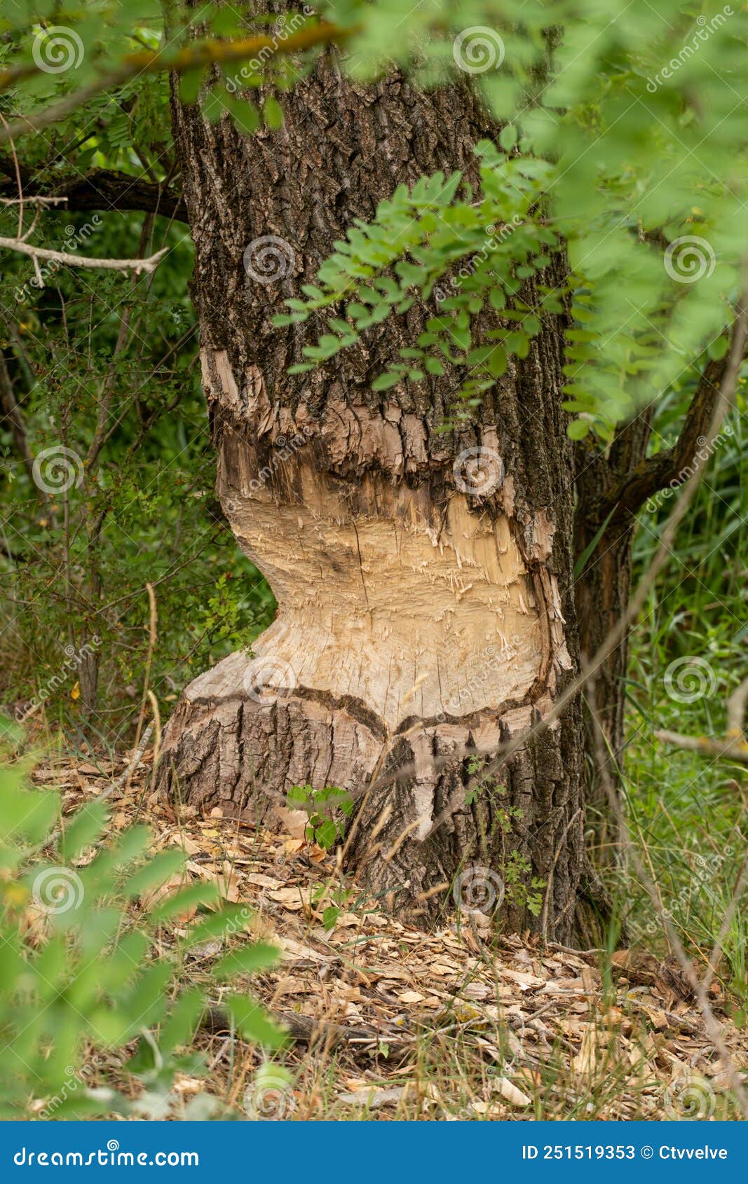 Beaver tree damage stock image. Image of trees, chopped - 251519353