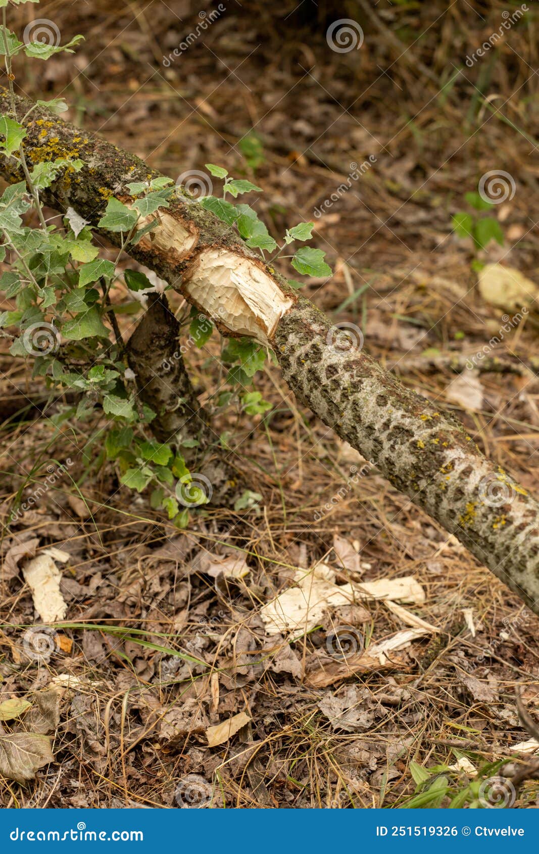 Beaver Tree Damage. They Will Regularly Cut Down Trees. Beavers Eat ...
