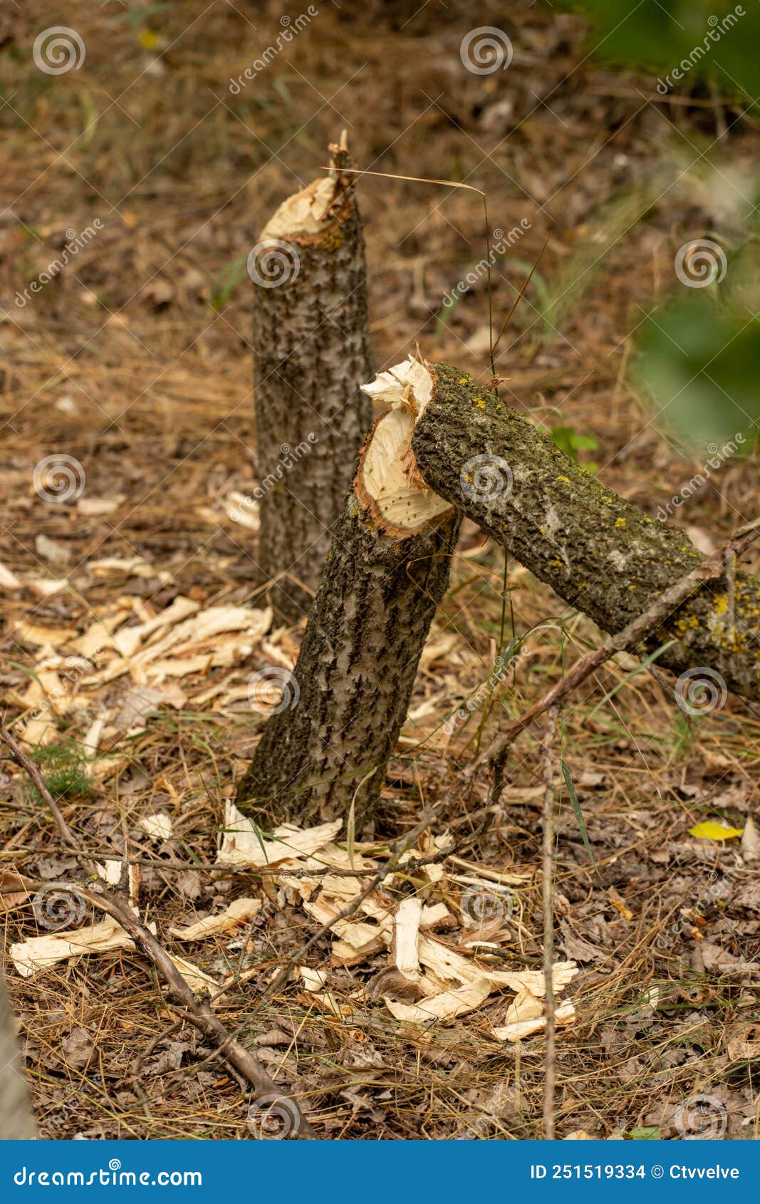 Beaver Tree Damage. They Will Regularly Cut Down Trees. Beavers Eat ...