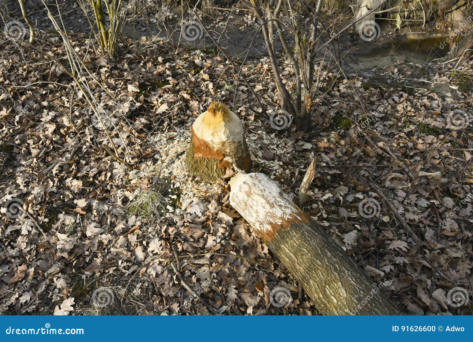 Beaver Tree Damage stock photo. Image of fallen, bite - 91626600
