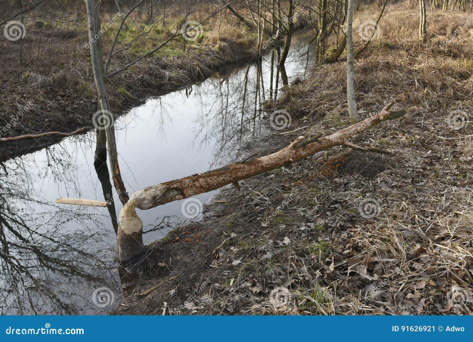 Beaver Tree Damage stock image. Image of gnaw, bite, water - 91626921