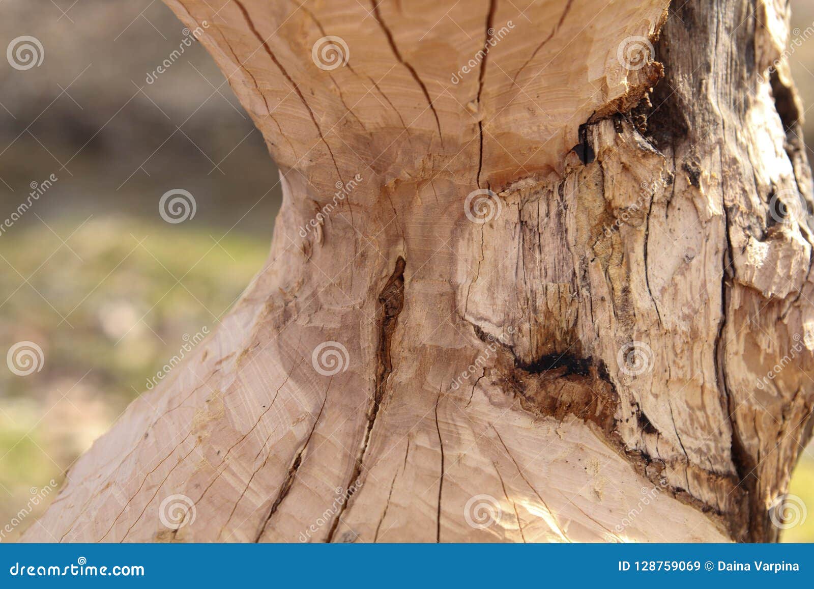 Beaver Tree Damage. they Will Regularly Cut Down Trees. Beavers Eat ...