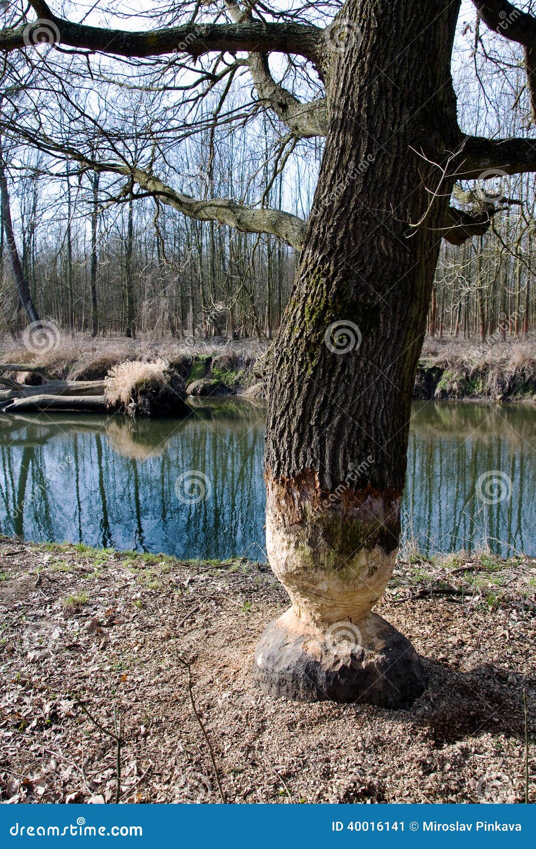 Beaver Tree Damage. They Will Regularly Cut Down Trees. Beavers Eat ...