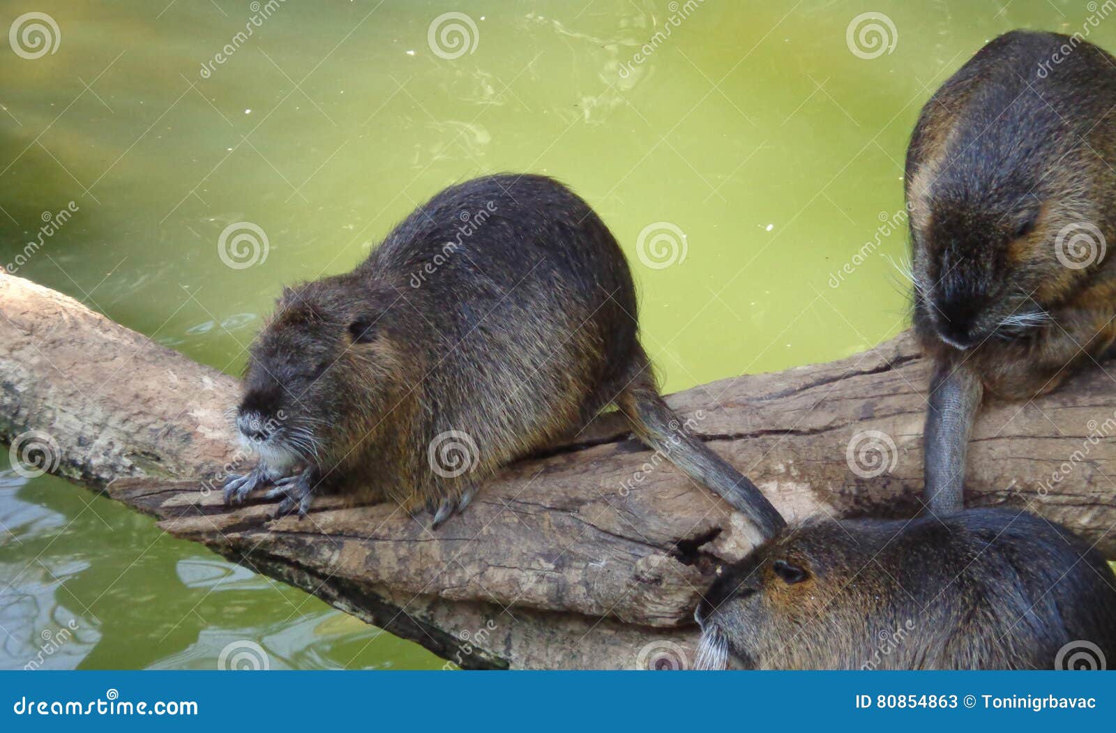 Beaver on tree stock image. Image of lodges, animal, tree - 80854863