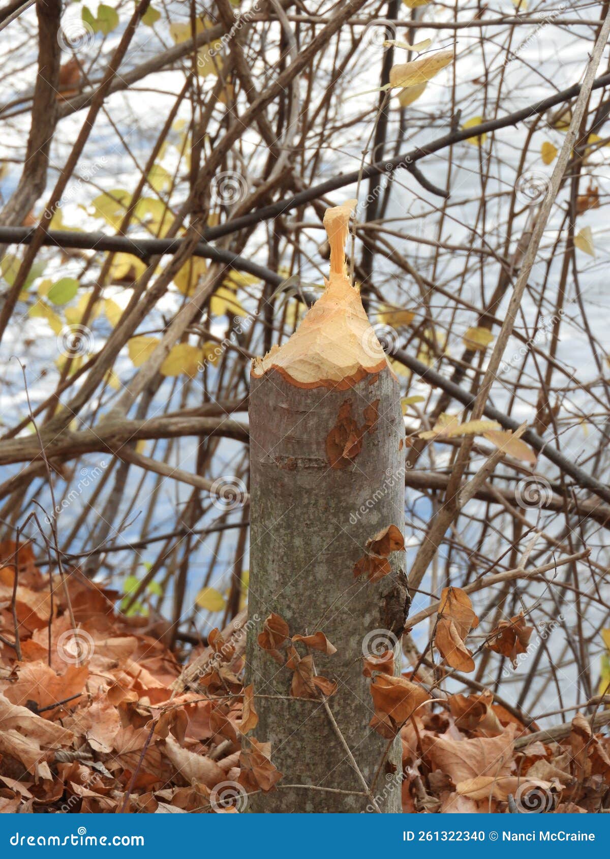 Beaver Tree Sapling Stump on Shore of Dryden Lake NYS FLX Stock Photo ...