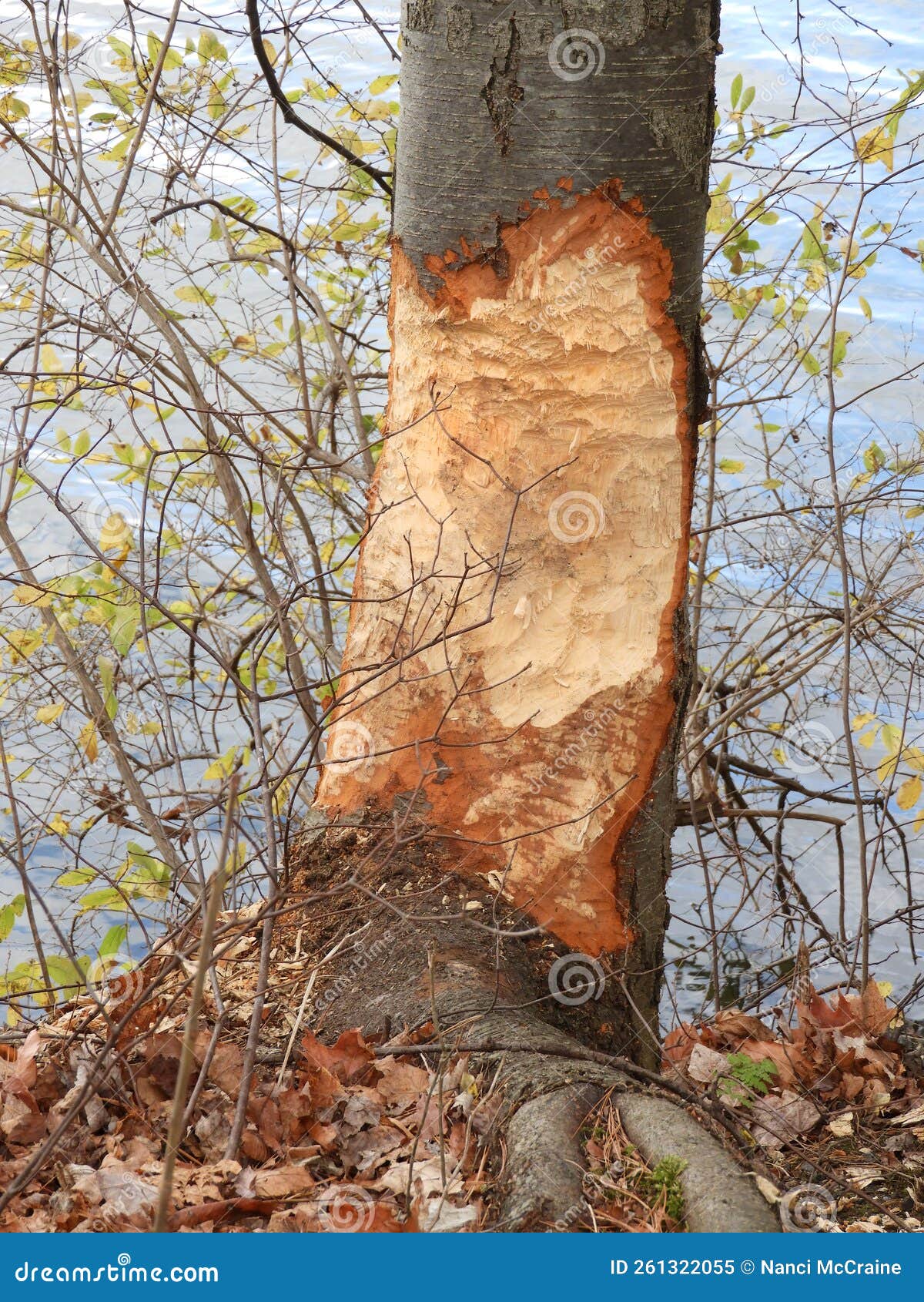 Beaver Teeth Marks on Tree at Dryden Lake NYS FLX Stock Image - Image ...