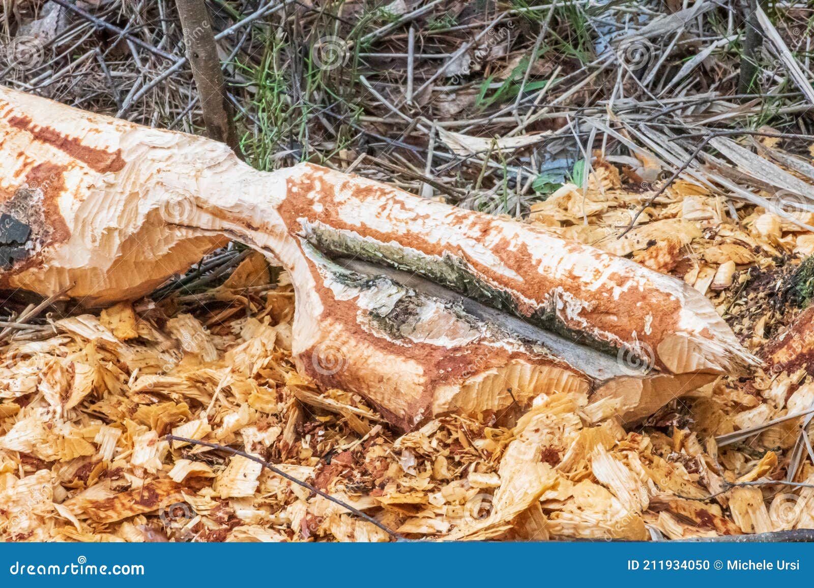 Beaver Trees. Tree Trunk Gnawed, Chewed, Destroyed, Carved, Fallen ... Beaver Trees. Tree Trunk Gnawed, Chewed, Destroyed, Carved, Fallen ...
