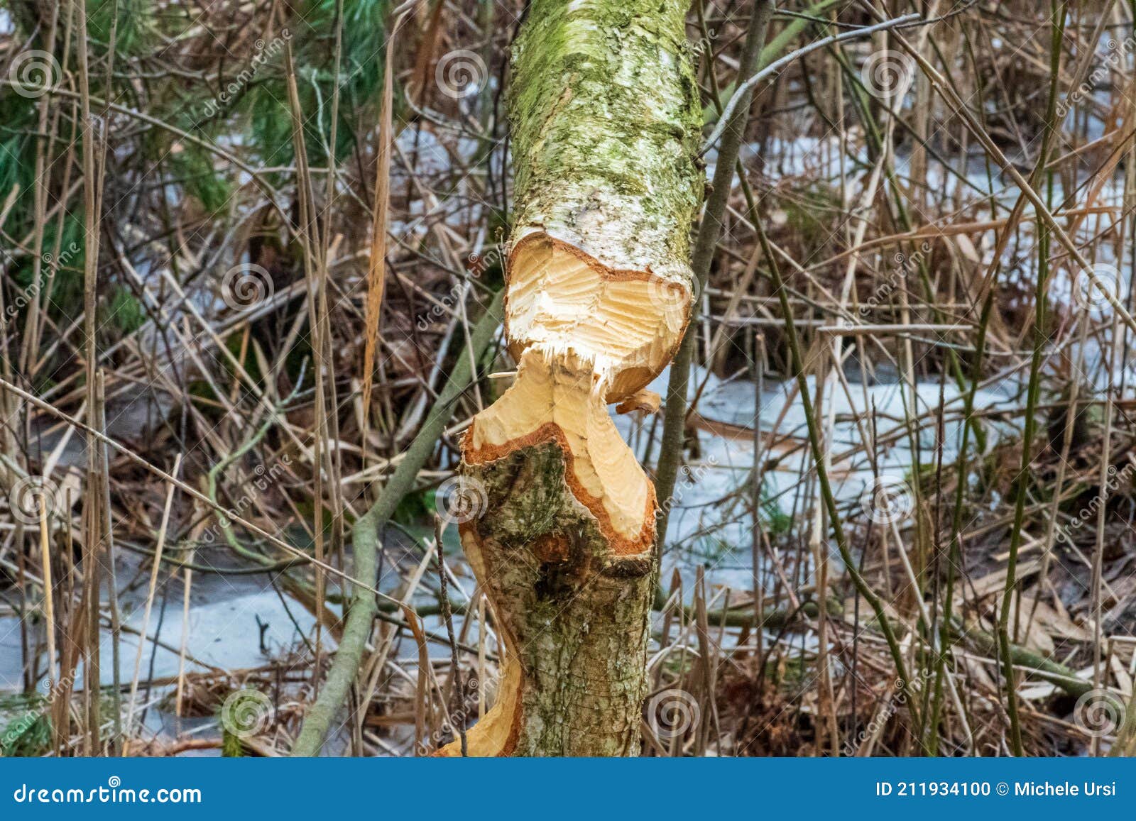 Beaver Trees. Tree Trunk Gnawed, Chewed, Destroyed, Carved, Fallen ... Beaver Trees. Tree Trunk Gnawed, Chewed, Destroyed, Carved, Fallen ...