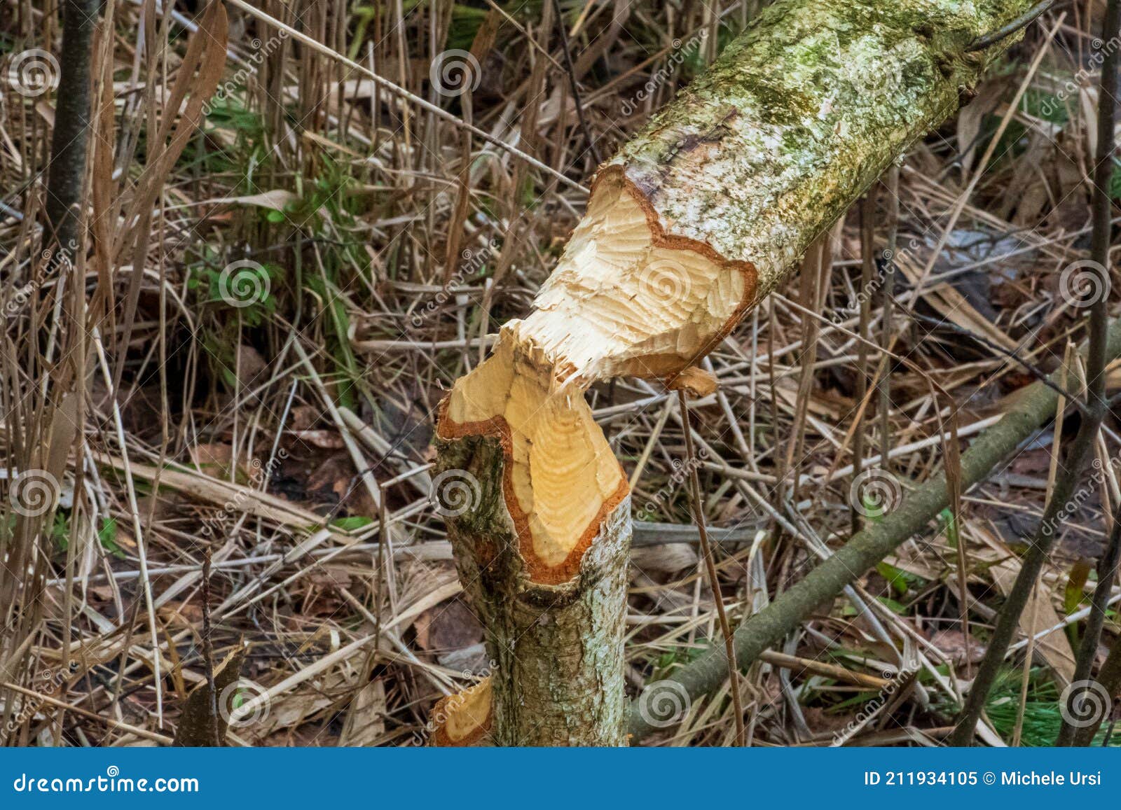 Beaver Trees. Tree Trunk Gnawed, Chewed, Destroyed, Carved, Fallen ... Beaver Trees. Tree Trunk Gnawed, Chewed, Destroyed, Carved, Fallen ...