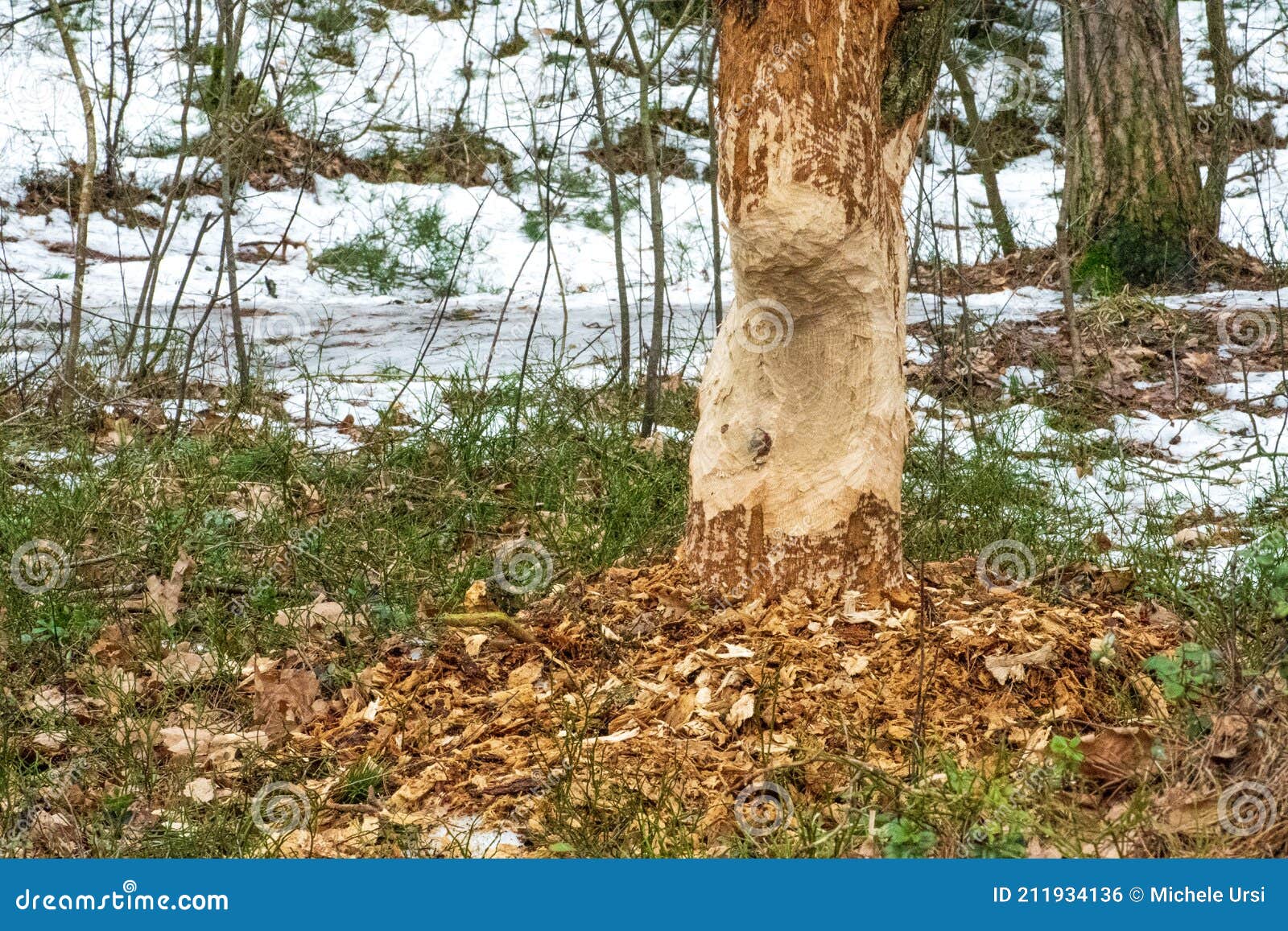 Beaver Trees. Tree Trunk Gnawed, Chewed, Destroyed, Carved, Fallen ... Beaver Trees. Tree Trunk Gnawed, Chewed, Destroyed, Carved, Fallen ...