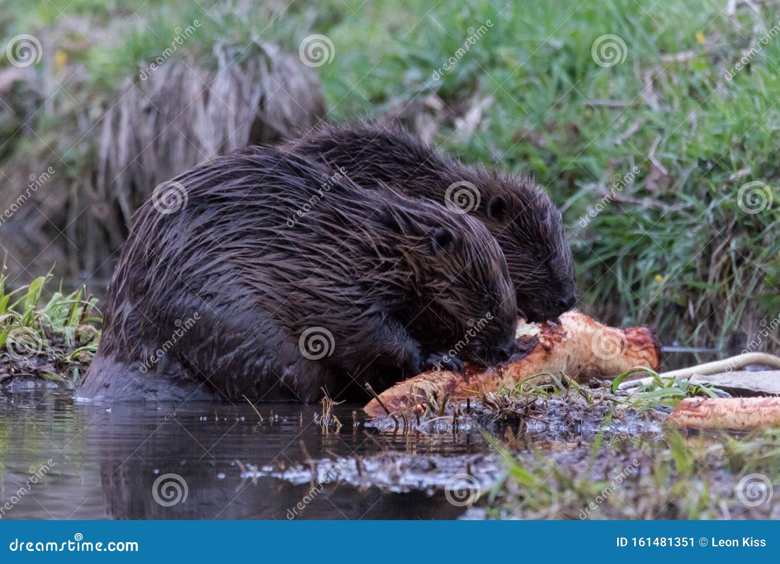 Beavers Images - Download 1,641 Royalty Free Photos - Page 7