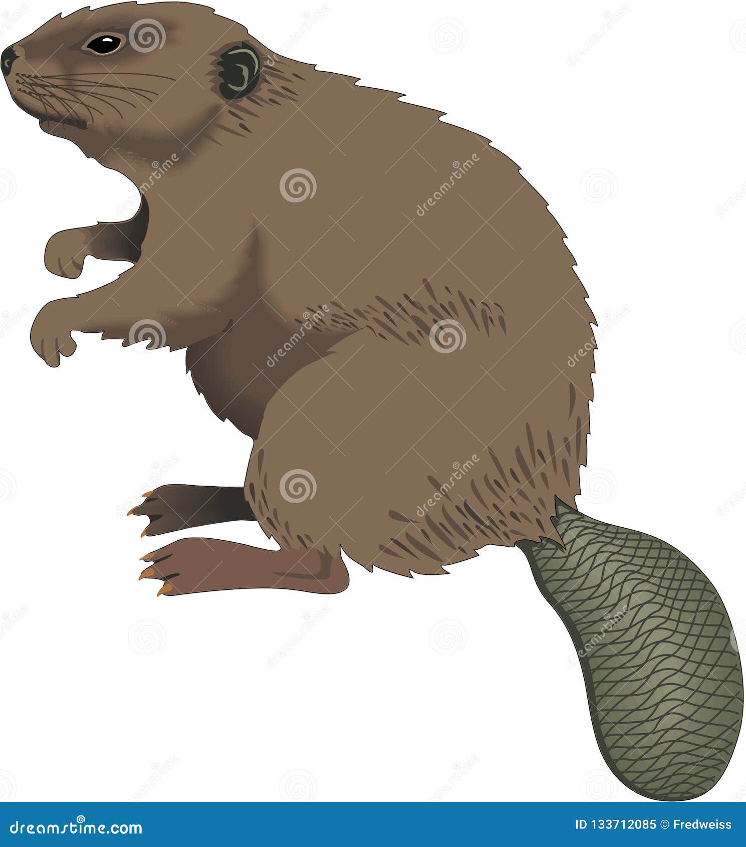 Beaver Vector Illustration stock vector. Illustration of wild - 133712085