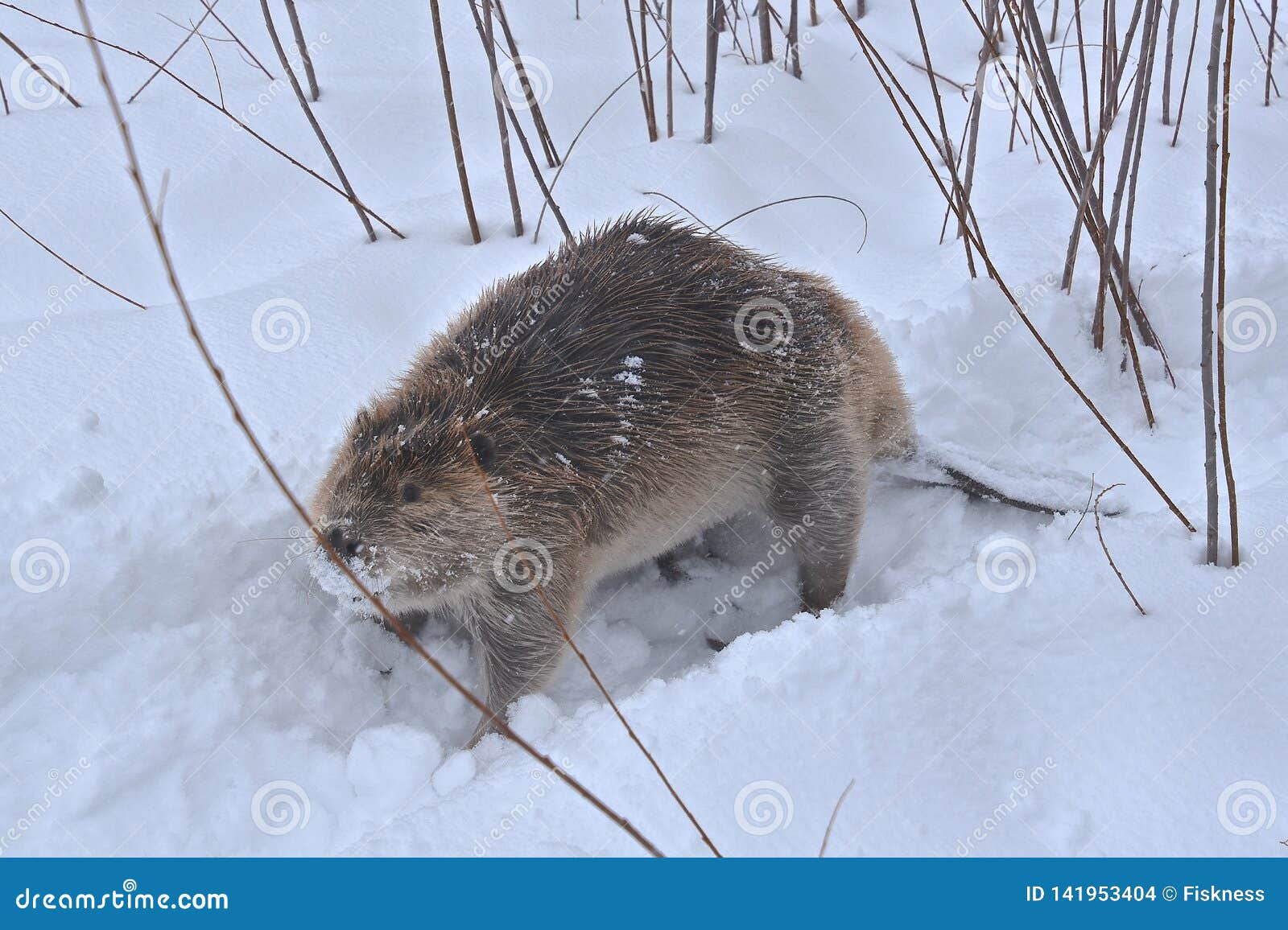 Beaver Walking a Path in the Deep Snow Stock Photo - Image of beautiful ...
