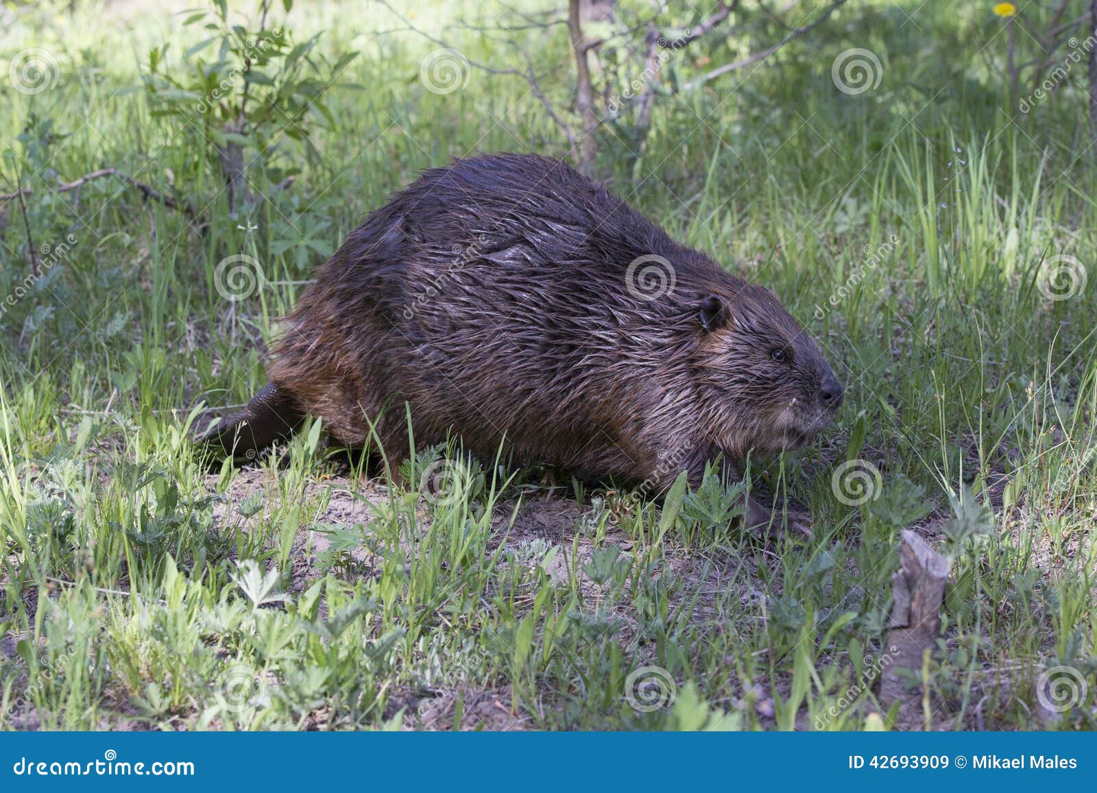 Beaver Walking Towards River Stock Photos - Free & Royalty-Free Stock ...