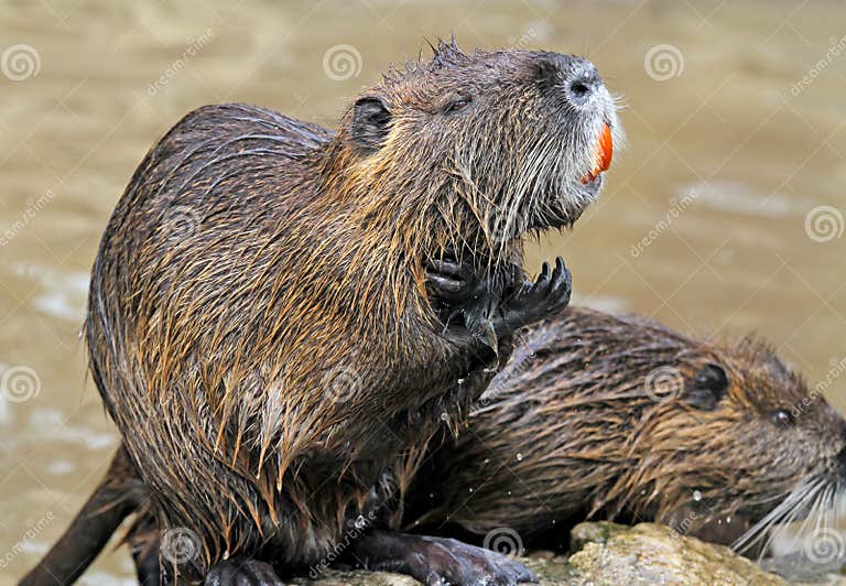 Beaver wash stock photo. Image of wild, personal, rodent - 14244530