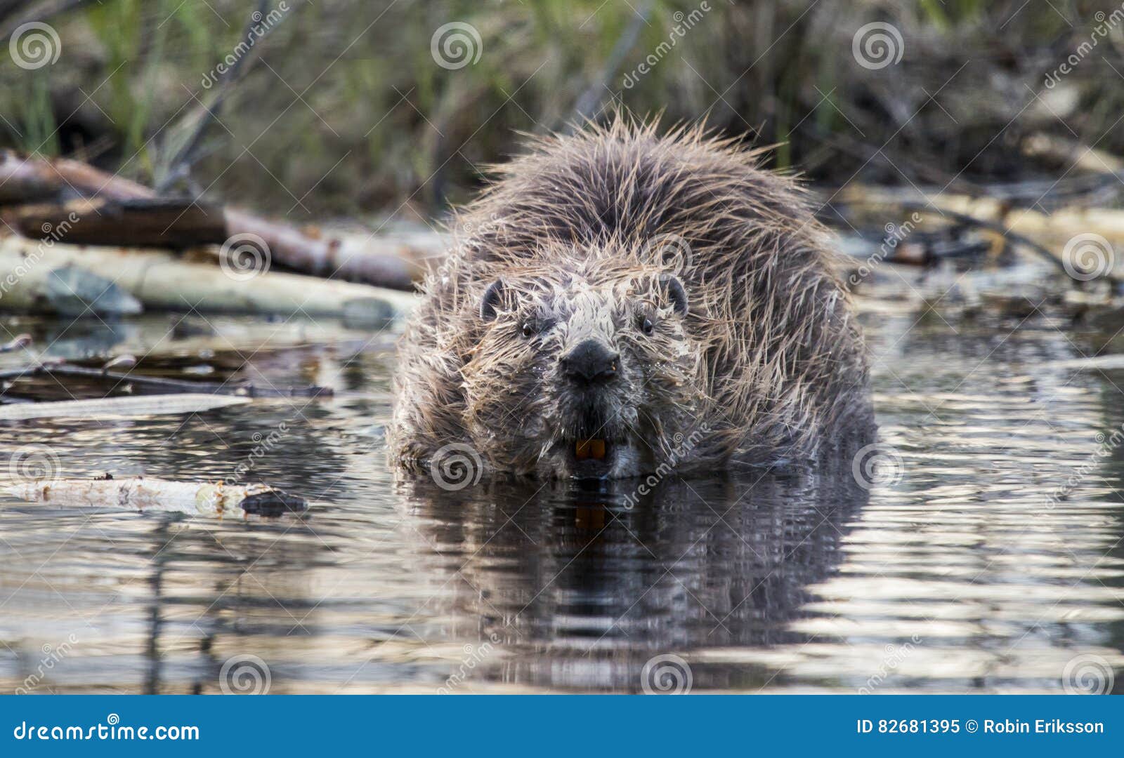 Beaver in water stock image. Image of brook, nature, evening - 82681395