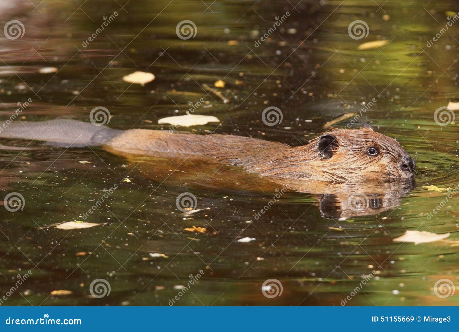 Beaver in water stock image. Image of castor, fauna, american - 51155669