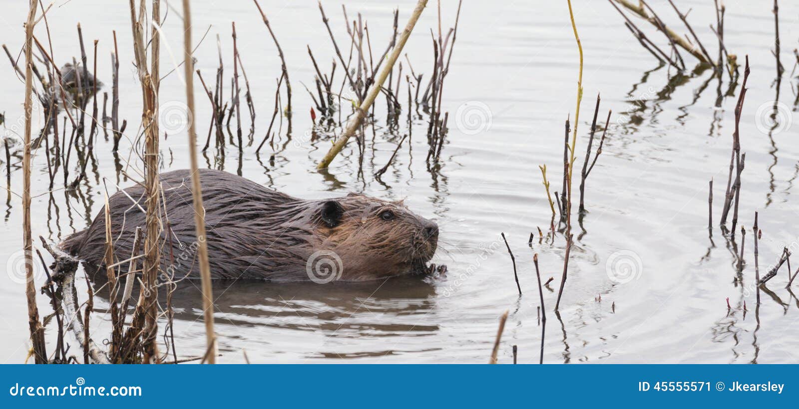 Beaver stock image. Image of beaver, path, tail, teeth - 45555571