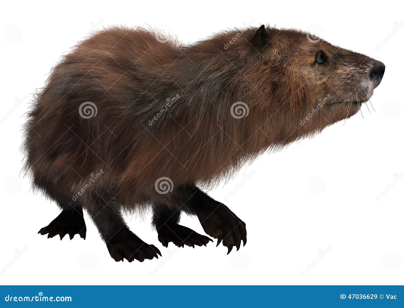 Beaver on White stock illustration. Illustration of wild - 47036629