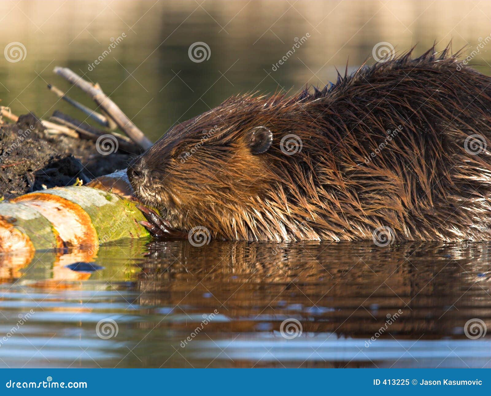 Beaver at Work stock image. Image of gnaw, wild, carpenter - 413225