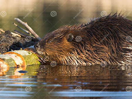 Beaver at Work stock image. Image of gnaw, wild, carpenter - 413225