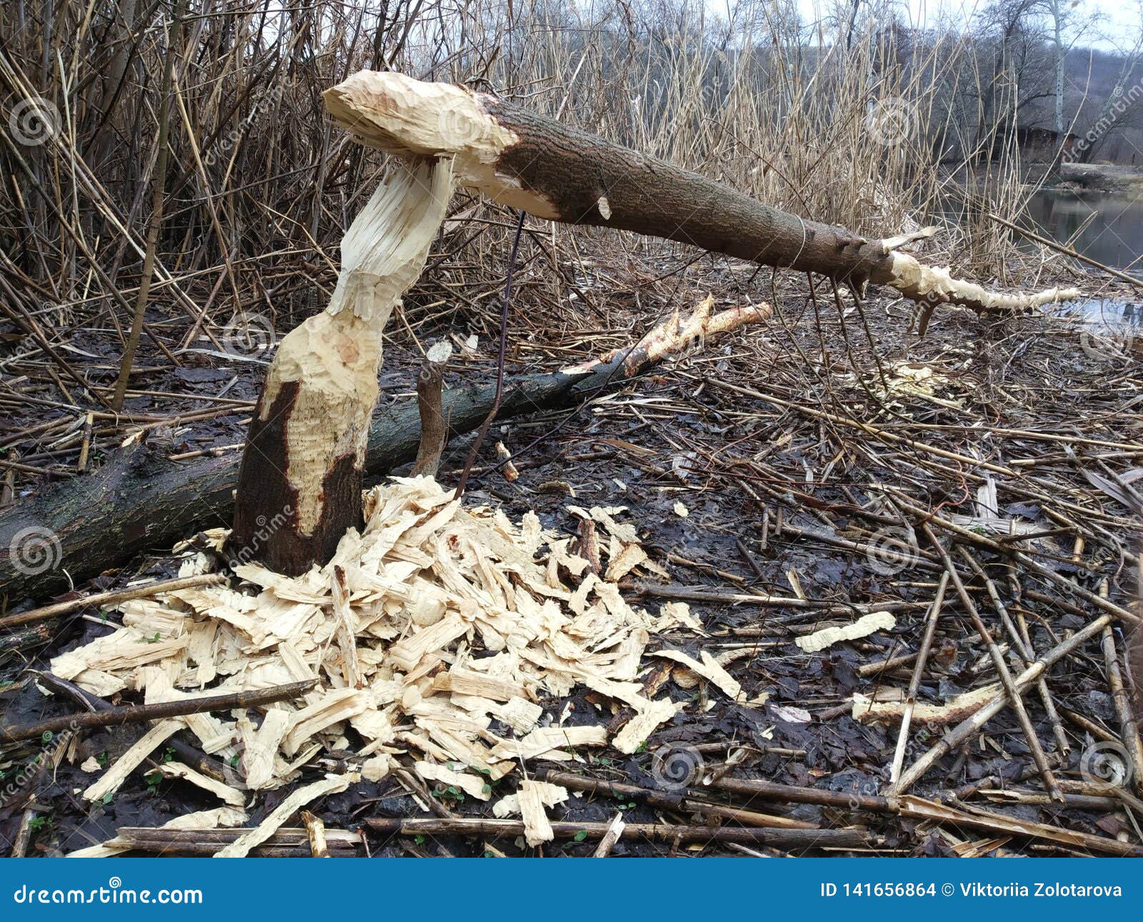 Beaver work. Cutting tree stock photo. Image of europian - 141656864