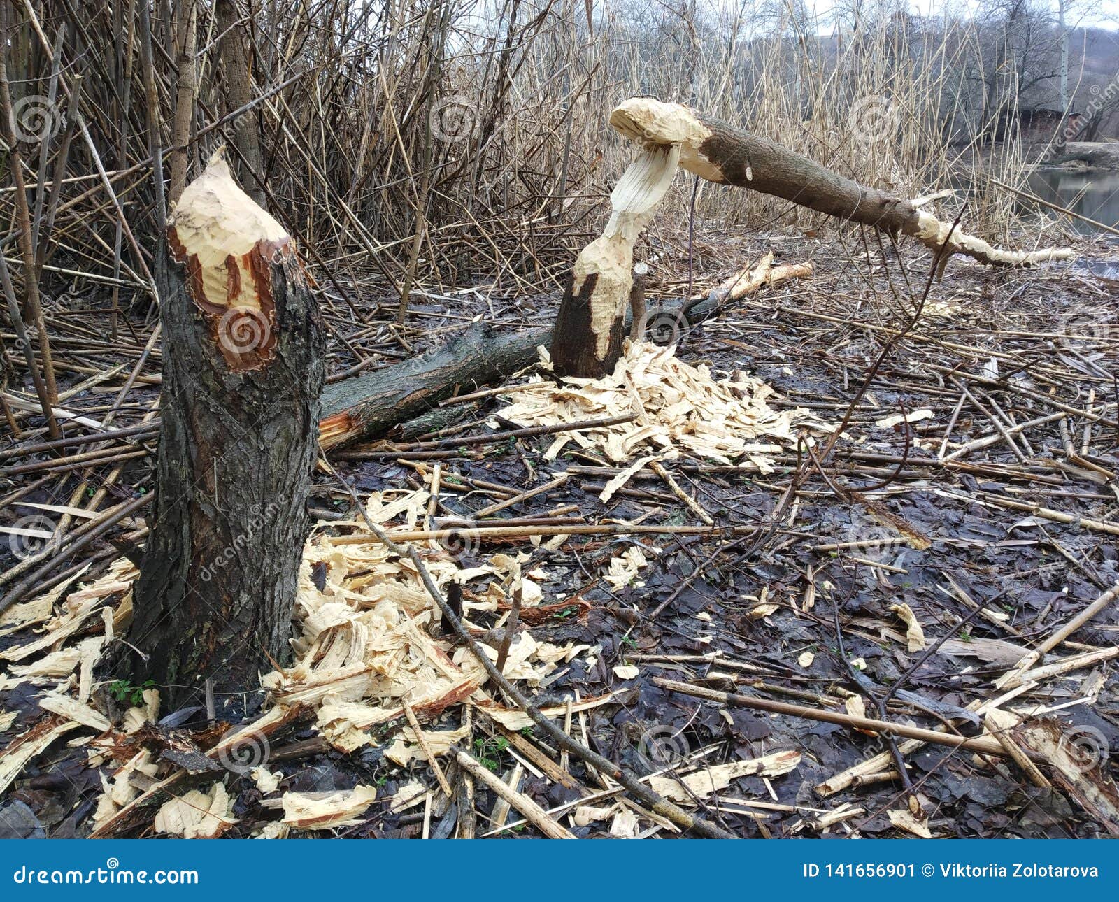 Beaver work. Cutting tree stock image. Image of gnawing - 141656901