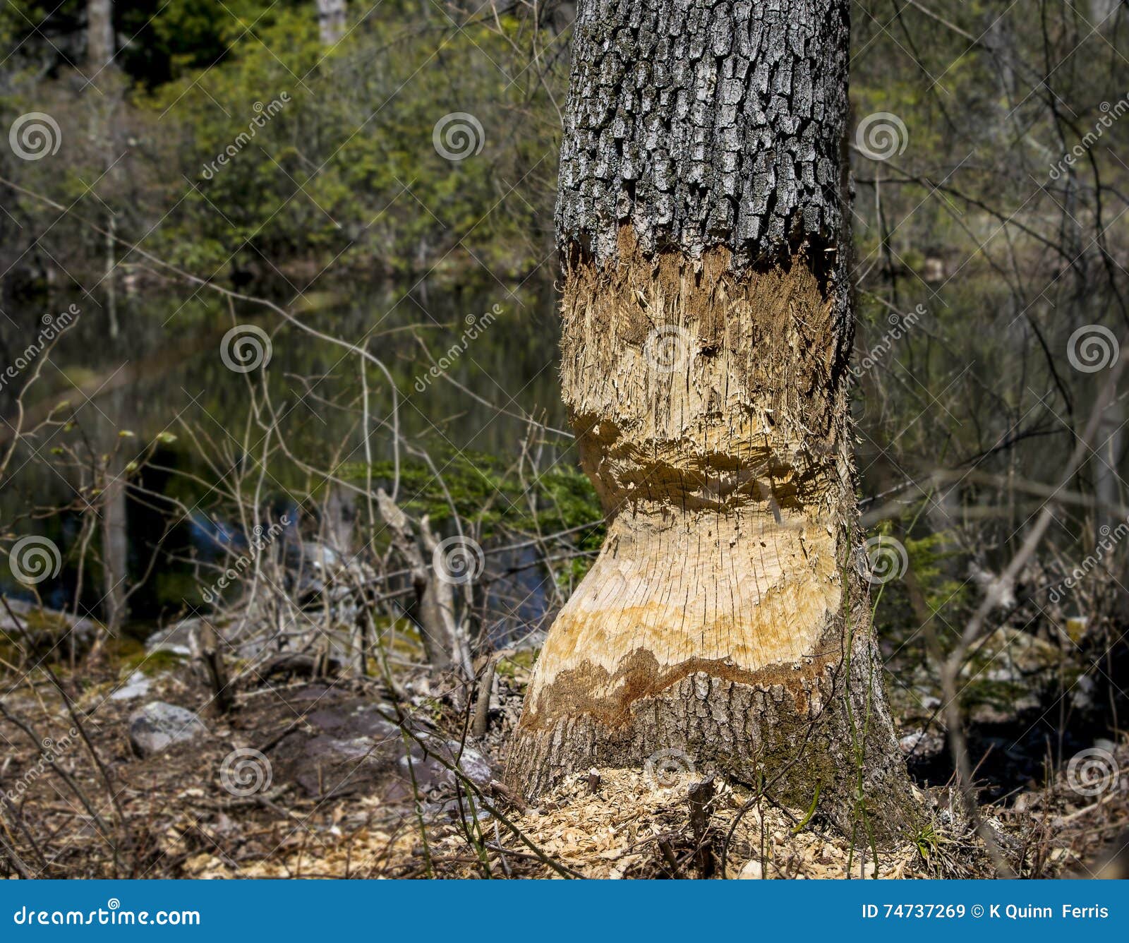 Beaver work unfinished stock image. Image of work, felling - 74737269