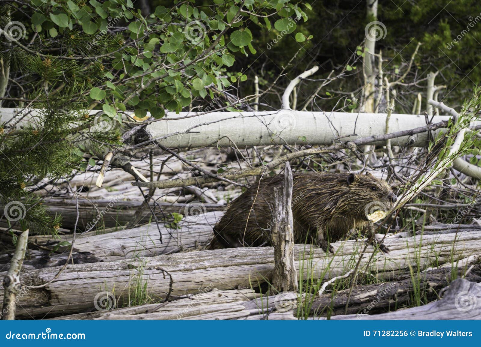 Beaver working stock photo. Image of america, park, wood - 71282256
