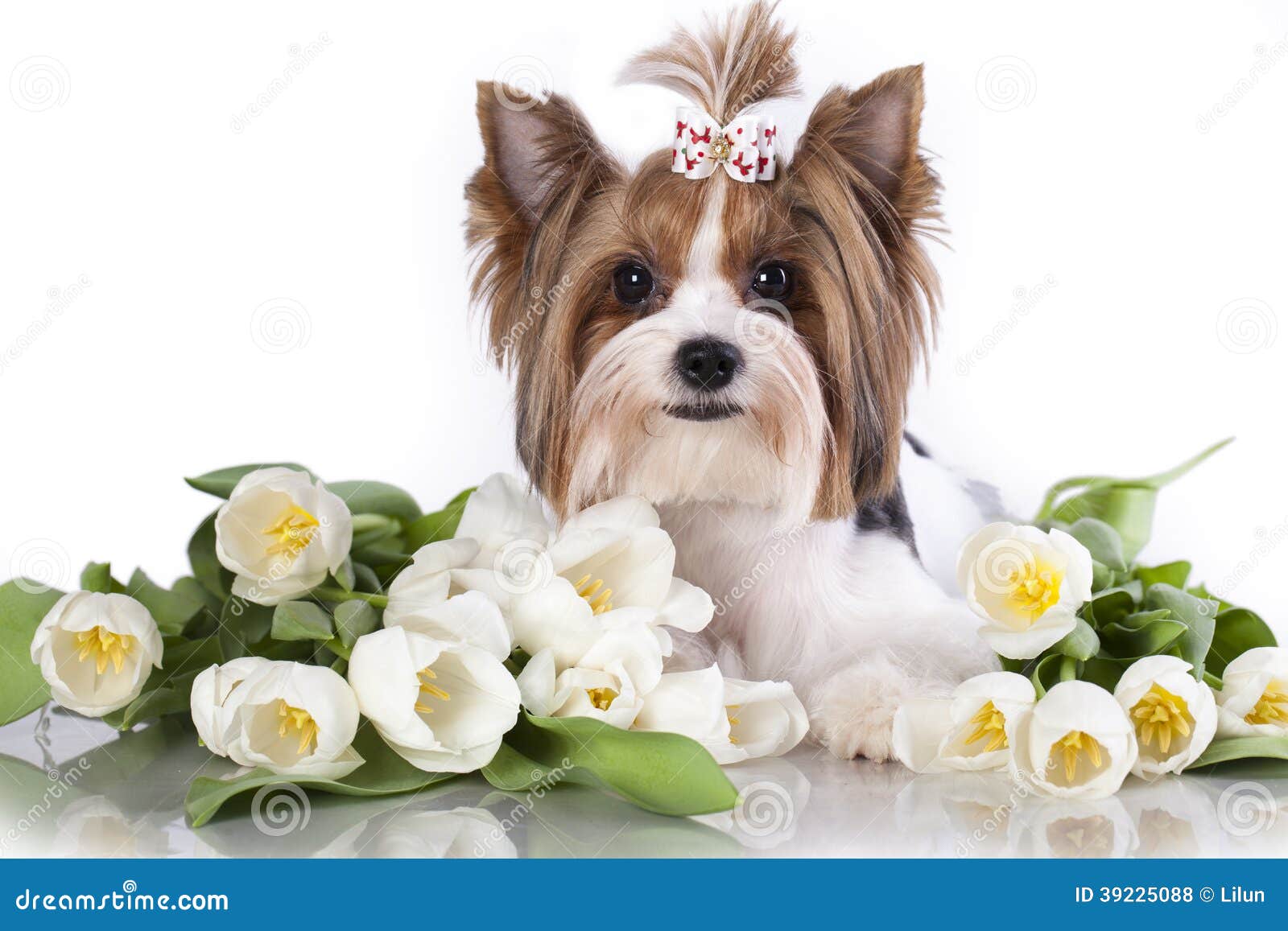 Beaver york terrier stock photo. Image of terrier, hairpin - 39225088