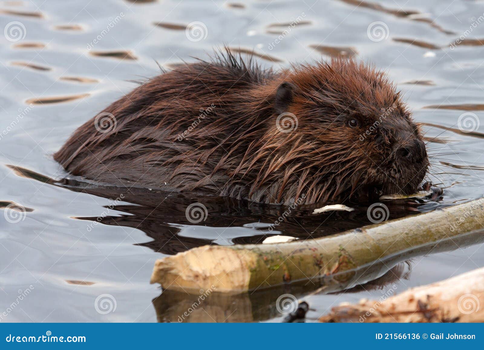 Treelog Photos - Free & Royalty-Free Stock Photos from Dreamstime