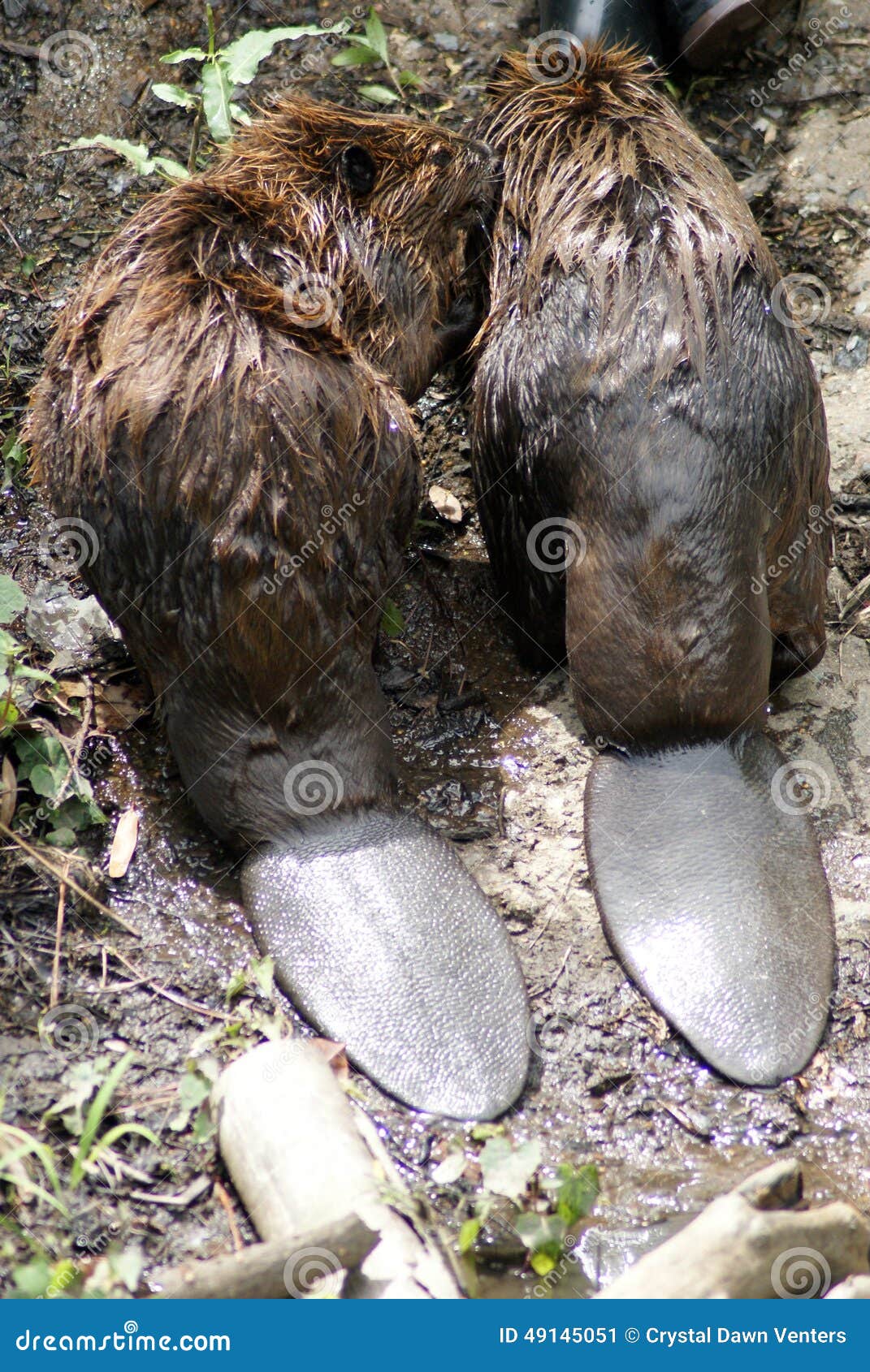 Beavers stock image. Image of paddle, brown, swimming - 49145051