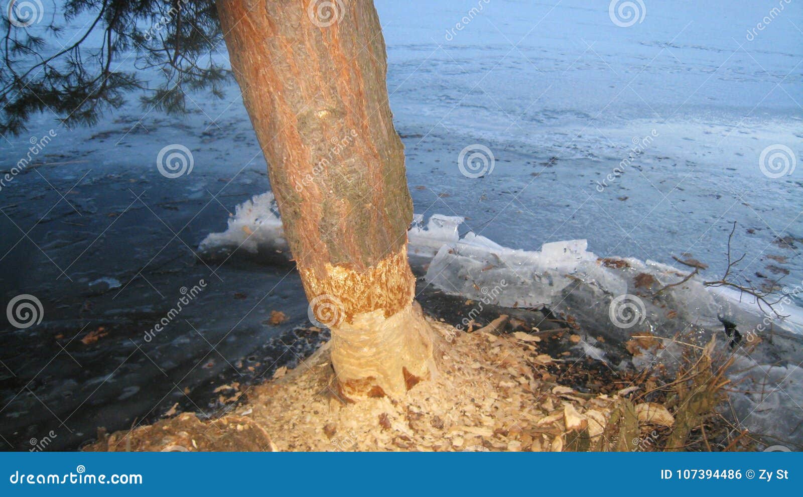 Beavers beetle tree stock photo. Image of nature, lake - 107394486