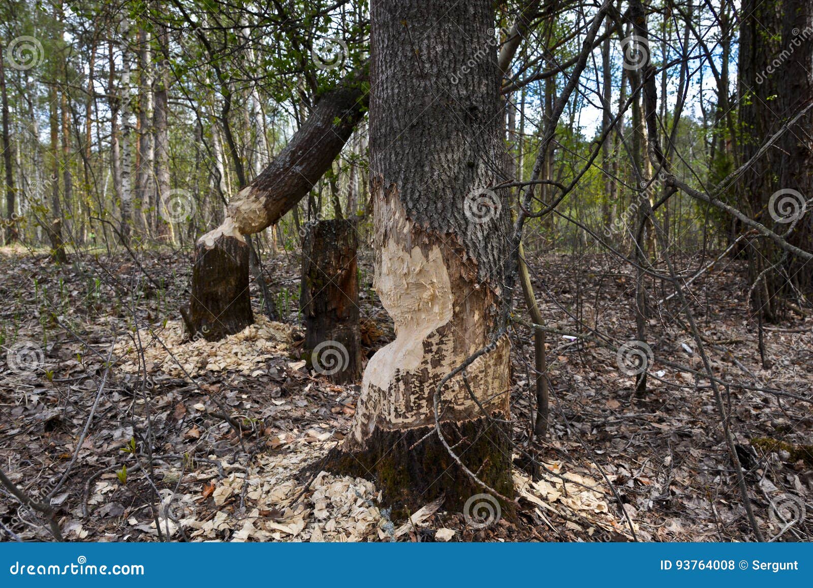 Beavers Chewed Tree Trunks. Stock Photo - Image of destruction, park ...