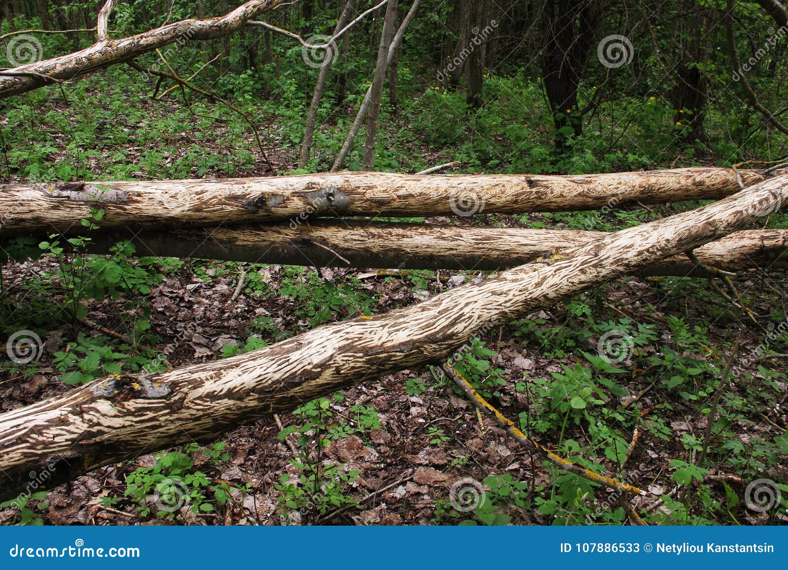 Beavers chewed the trees stock image. Image of trees - 107886533