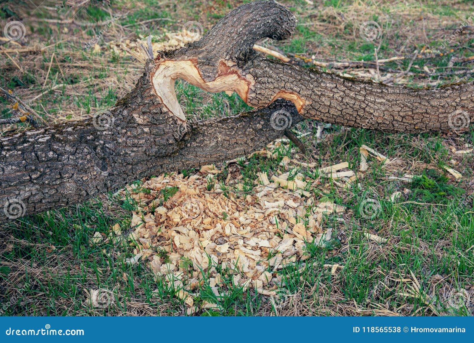 Beavers Chewed the Trunk of a Tree. Stock Photo - Image of flinders ...