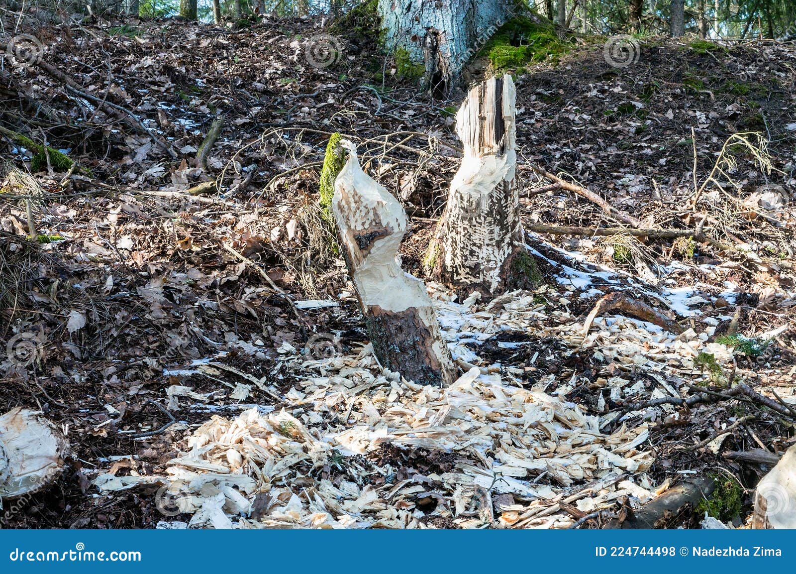 Beavers Chewed Up the Tree. the Tree Fell Down because of the Beavers ...