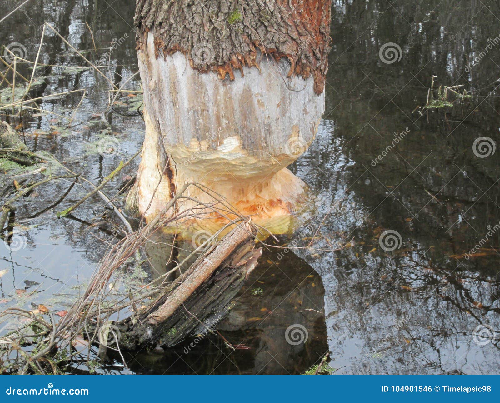 Beavers Gnaw on Wood Take 5 Stock Photo - Image of tree, gnaw: 104901546