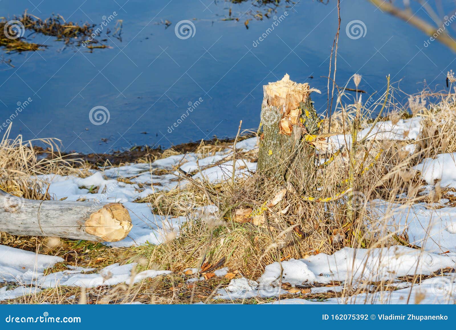 Beavers Felled Tree on the Riverside in Sunny Winter Day Stock Photo ...
