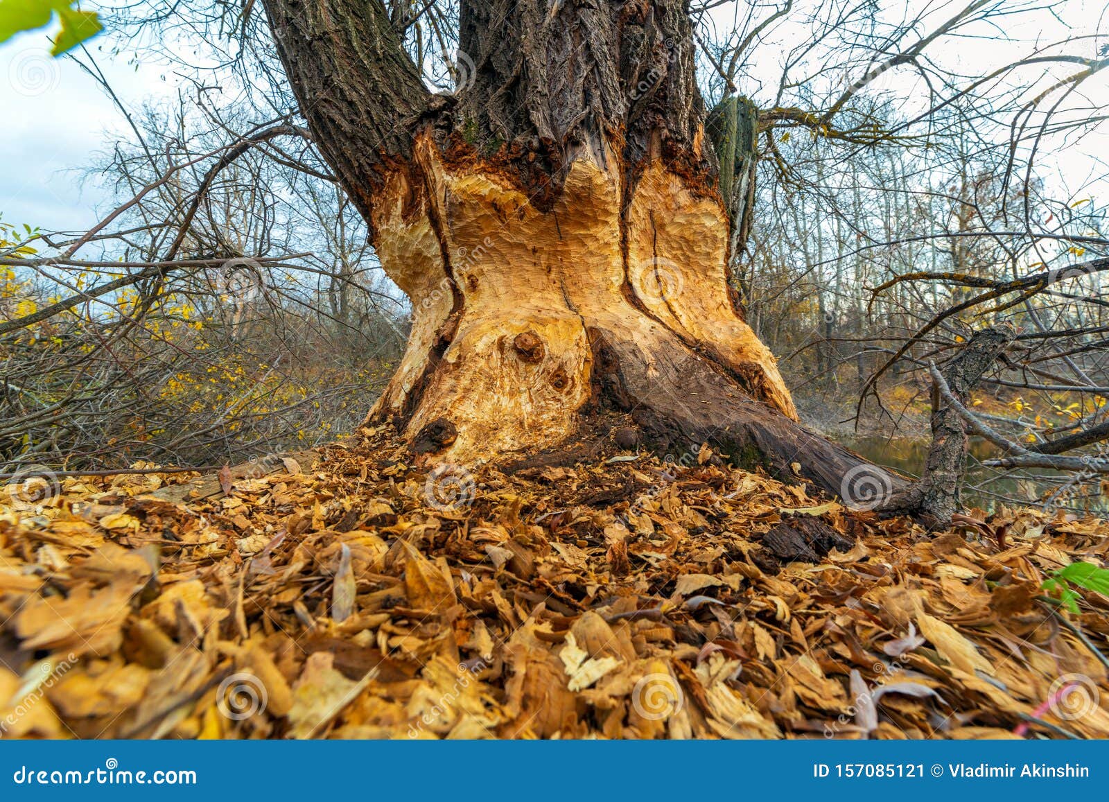 Beavers Gnawed at a Big Tree. Stock Image - Image of forest, beaver ...