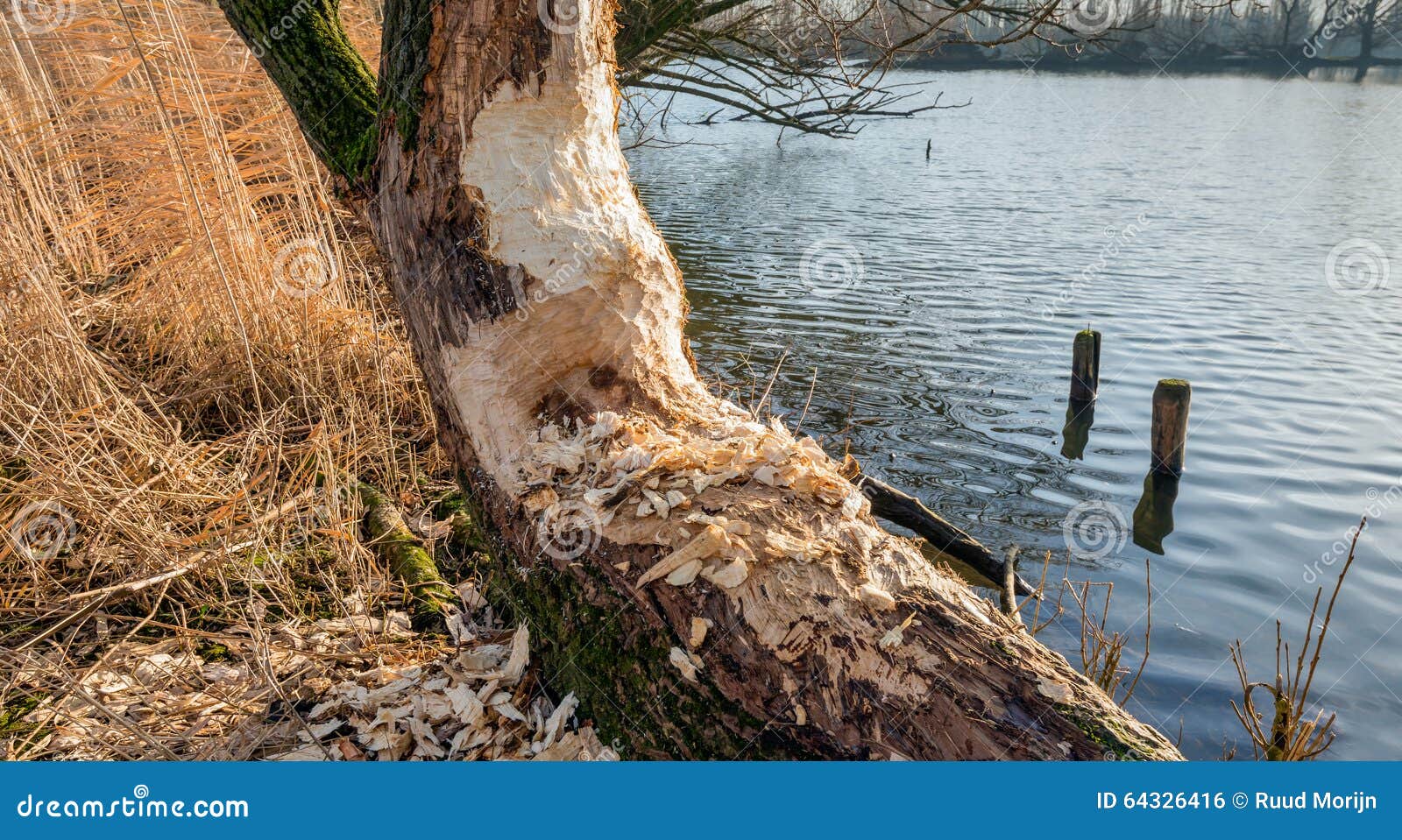 Beavers Gnawed a Half Tree Trunk at the River Bank Stock Photo - Image ...