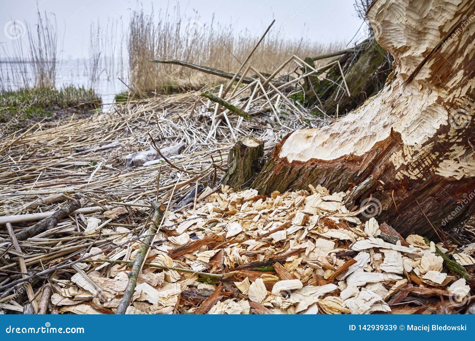 Beavers Gnawed Tree at a River Bank Stock Image - Image of environment ...
