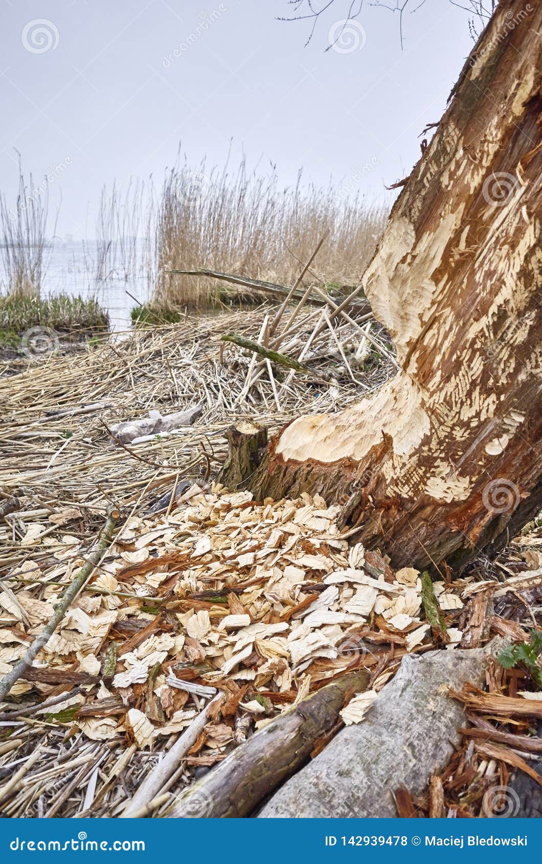 Beavers Gnawed Tree at a River Bank Stock Photo - Image of chip, spring ...