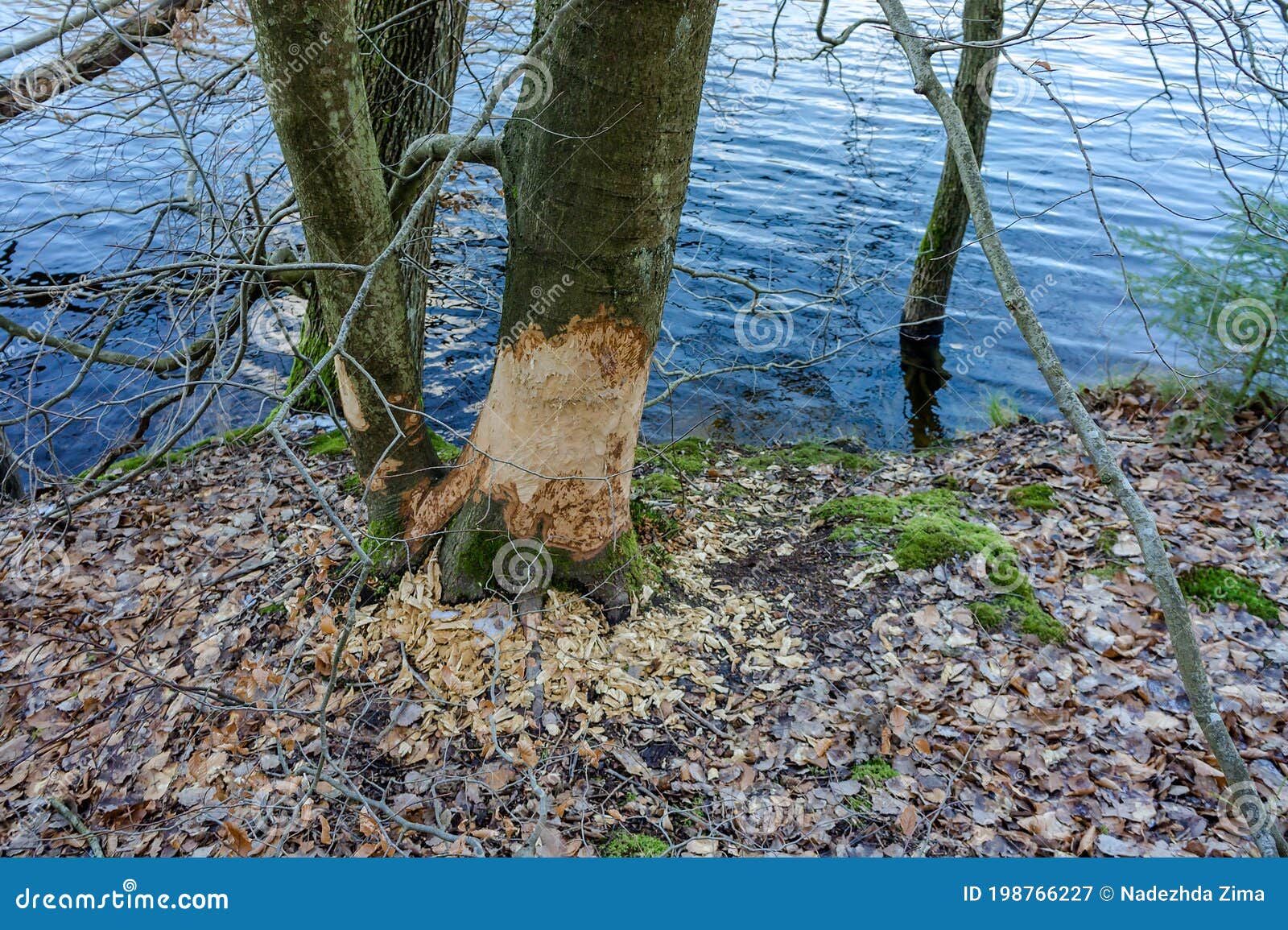 Beavers Gnawed Trees, the Trunks of Trees with Signs of Beaver Teeth ...