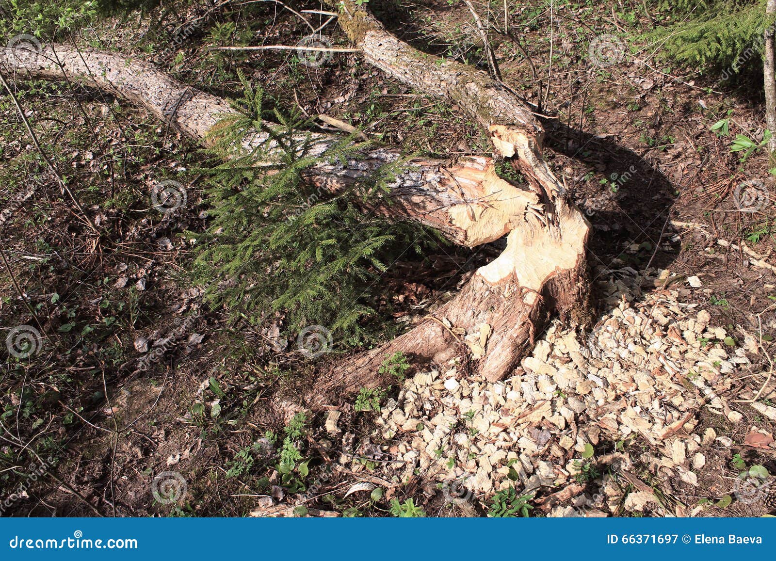 Gnawed Trees, Tree Cut By Eurasian Beaver, Beaver Damage Stock ...