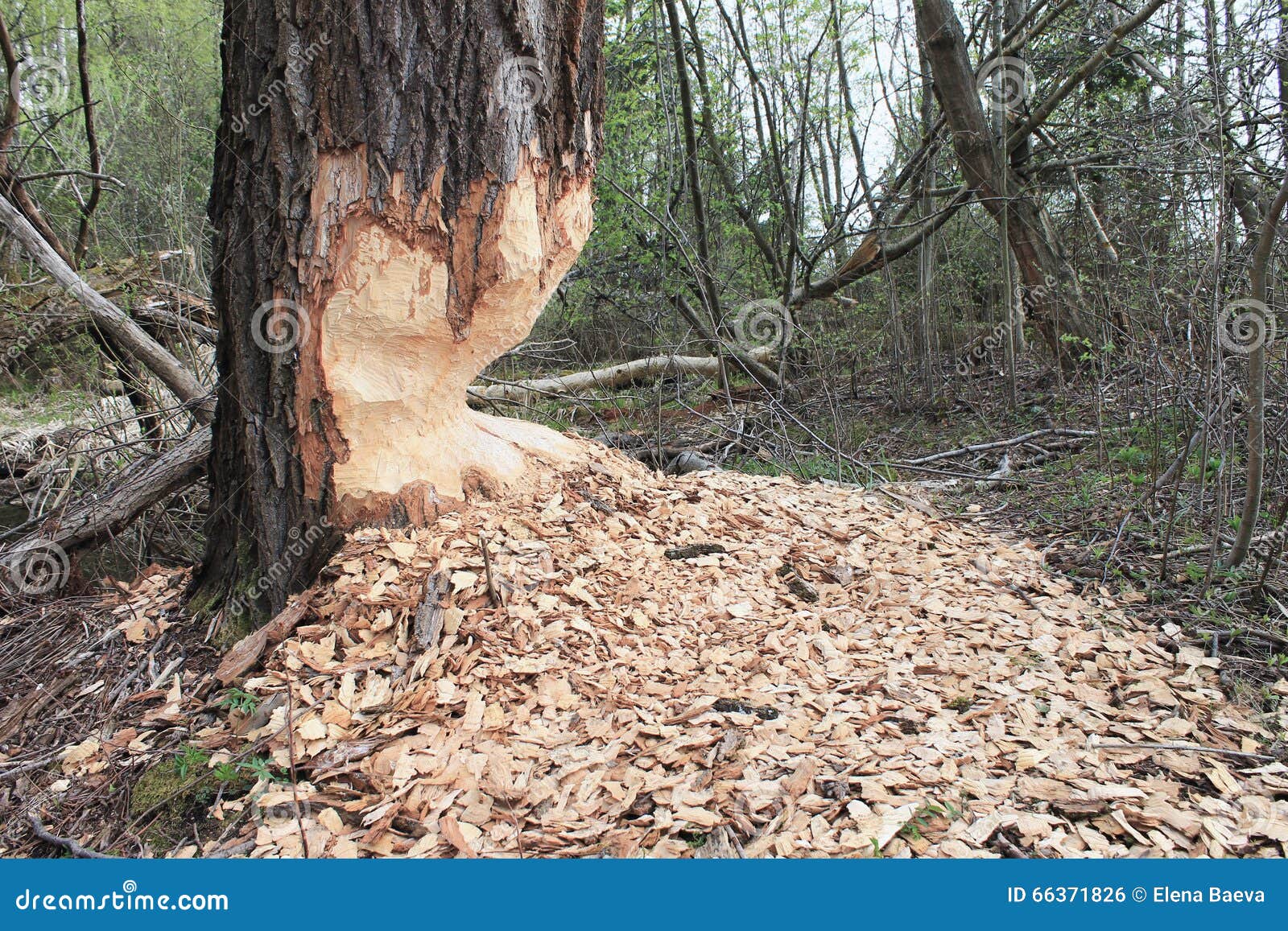 Gnawed Trees, Tree Cut By Eurasian Beaver, Beaver Damage Stock ...